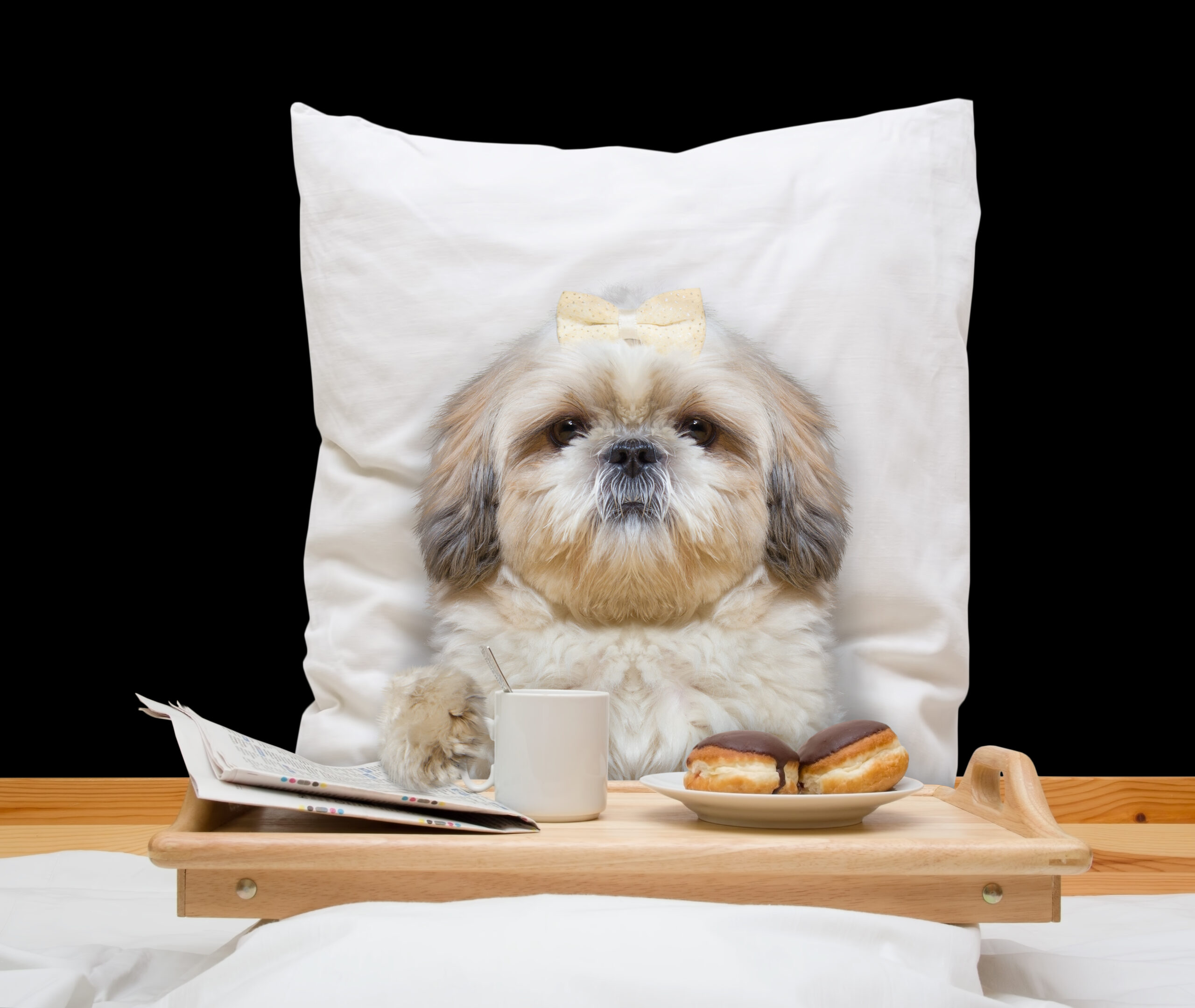 8 pet-friendly resorts: Where to vacation with your furbaby | Million ...